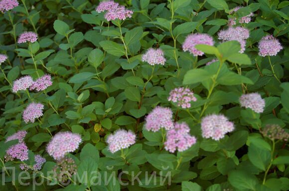 Спирея Густоцветковая ( Spiraea densiflora)
